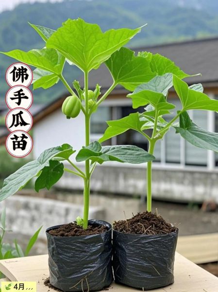 佛手瓜苗的功效与作用_佛手瓜苗怎么吃最好-第2张图片-山城妙识