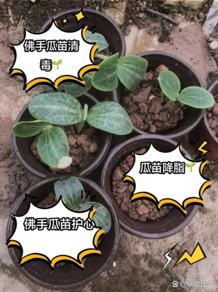 佛手瓜苗的功效与作用_佛手瓜苗怎么吃最好-第1张图片-山城妙识