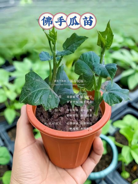 佛手瓜苗的功效与作用_佛手瓜苗怎么吃最好-第3张图片-山城妙识