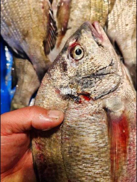 海鲫鱼的营养价值_海鲫鱼的功效与作用-第2张图片-山城妙识 海鲫鱼的营养价值_海鲫鱼的功效与作用-第2张图片-山城妙识