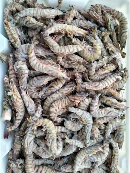 竹节虾多少钱一斤_竹节虾价格为什么波动大-第3张图片-山城妙识 竹节虾多少钱一斤_竹节虾价格为什么波动大-第3张图片-山城妙识