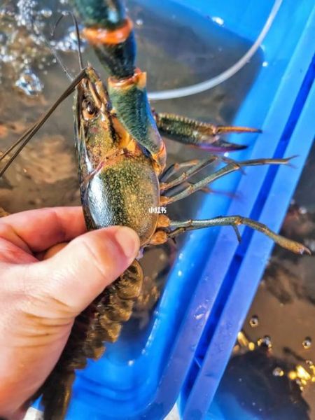 蓝色龙虾多少钱一只_蓝色龙虾为什么这么贵-第3张图片-山城妙识