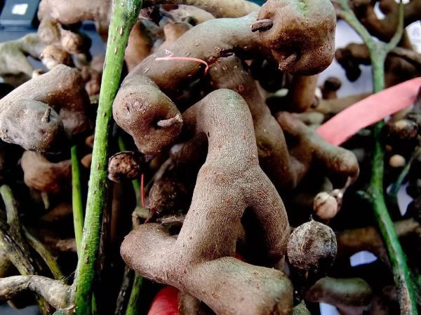 鸡爪梨泡酒方法_鸡爪梨泡酒比例是多少-第2张图片-山城妙识 鸡爪梨泡酒方法_鸡爪梨泡酒比例是多少-第2张图片-山城妙识