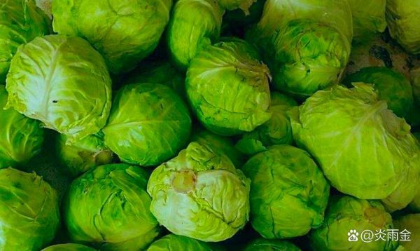 高丽菜和卷心菜的区别_哪个更营养-第2张图片-山城妙识 高丽菜和卷心菜的区别_哪个更营养-第2张图片-山城妙识