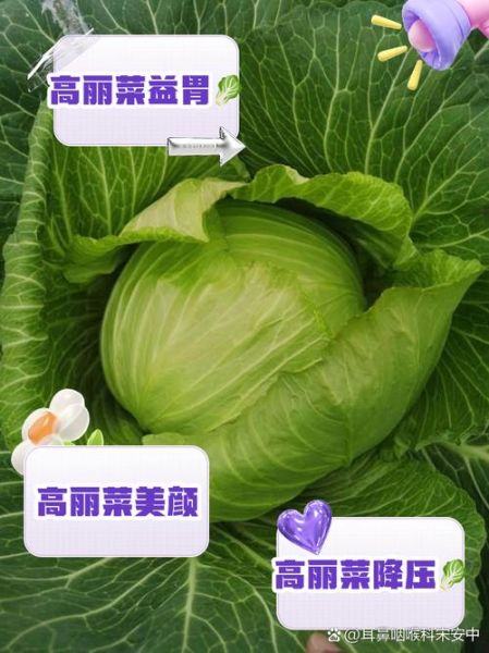 高丽菜和卷心菜的区别_哪个更营养-第1张图片-山城妙识 高丽菜和卷心菜的区别_哪个更营养-第1张图片-山城妙识