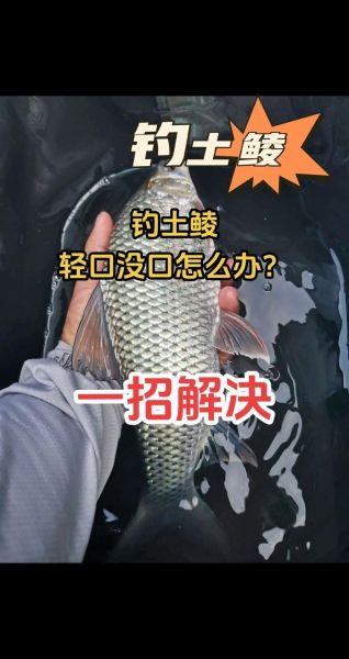 鲮鱼钓法技巧_钓鲮鱼用什么饵料最好-第1张图片-山城妙识