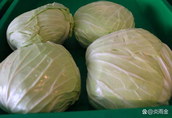高丽菜和卷心菜的区别_哪个更营养-第3张图片-山城妙识 高丽菜和卷心菜的区别_哪个更营养-第3张图片-山城妙识