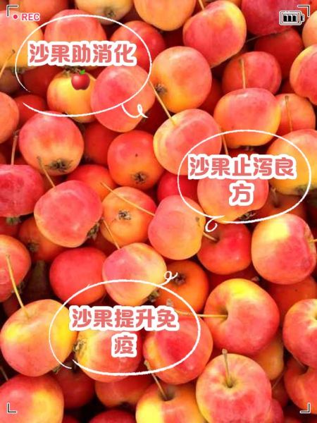 大沙果是什么水果_大沙果的功效与作用-第2张图片-山城妙识 大沙果是什么水果_大沙果的功效与作用-第2张图片-山城妙识