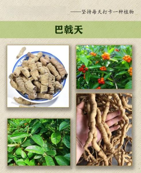巴戟对女人有什么功效_女人吃巴戟多久见效-第1张图片-山城妙识
