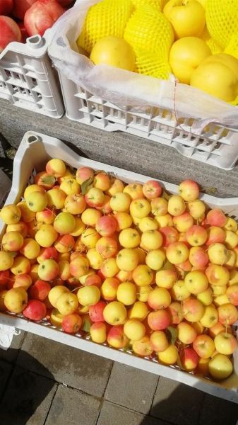 大沙果是什么水果_大沙果的功效与作用-第3张图片-山城妙识 大沙果是什么水果_大沙果的功效与作用-第3张图片-山城妙识