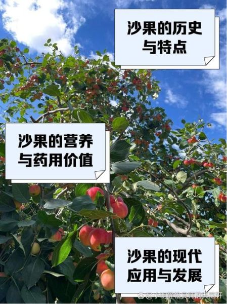 大沙果是什么水果_大沙果的功效与作用-第1张图片-山城妙识 大沙果是什么水果_大沙果的功效与作用-第1张图片-山城妙识