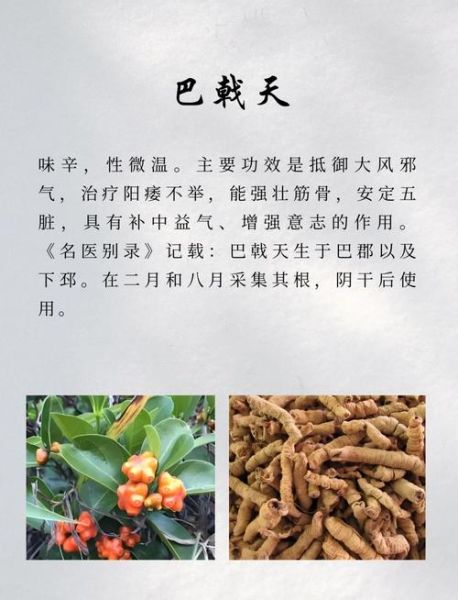 巴戟对女人有什么功效_女人吃巴戟多久见效-第2张图片-山城妙识