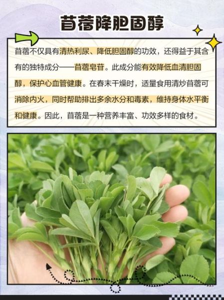 苜蓿草多少钱一斤_苜蓿草价格影响因素-第1张图片-山城妙识