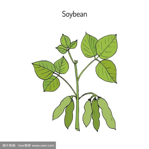 大豆卡通图片怎么画_大豆卡通图片素材哪里找-第1张图片-山城妙识