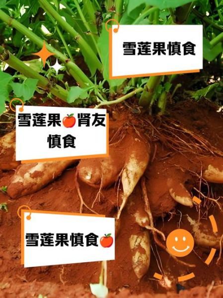 吃雪莲果的禁忌_雪莲果的功效与作用-第3张图片-山城妙识