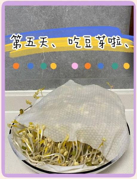 绿豆芽怎么发粗_绿豆芽发不粗的原因-第1张图片-山城妙识