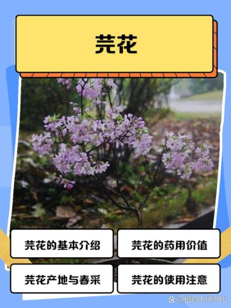 芫花有什么功效与作用_芫花怎么使用才安全-第2张图片-山城妙识 芫花有什么功效与作用_芫花怎么使用才安全-第2张图片-山城妙识