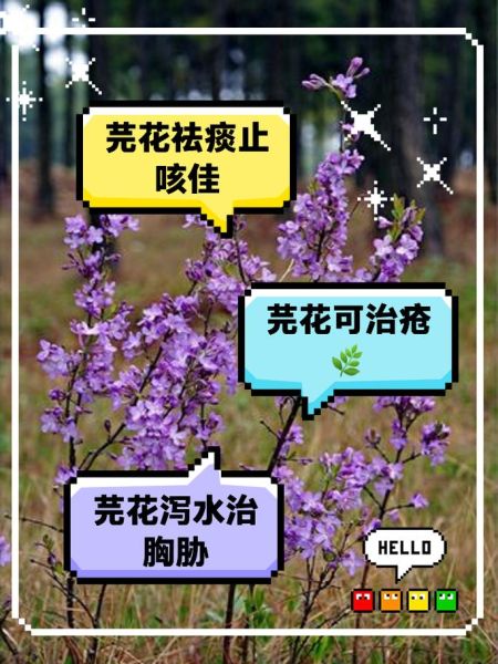 芫花有什么功效与作用_芫花怎么使用才安全-第1张图片-山城妙识 芫花有什么功效与作用_芫花怎么使用才安全-第1张图片-山城妙识