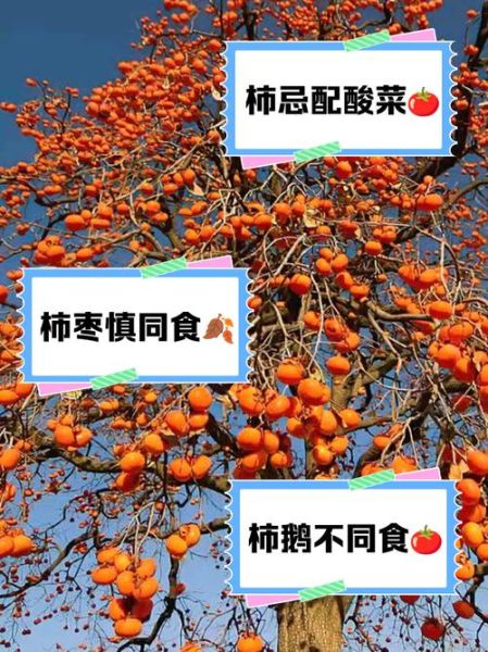 吃柿子不能吃什么食物相克_柿子与哪些食物同食会中毒-第1张图片-山城妙识 吃柿子不能吃什么食物相克_柿子与哪些食物同食会中毒-第1张图片-山城妙识