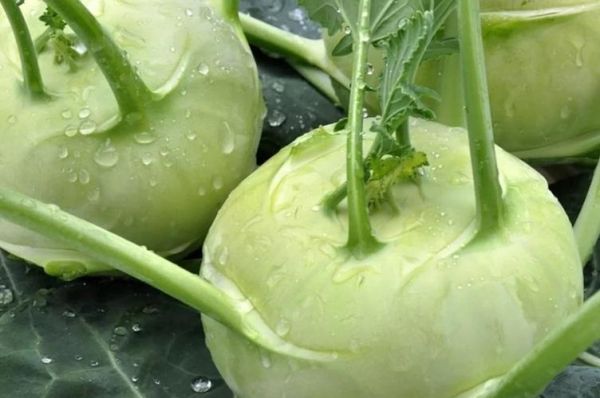 腌大头菜怎么做_腌大头菜能放多久-第1张图片-山城妙识 腌大头菜怎么做_腌大头菜能放多久-第1张图片-山城妙识