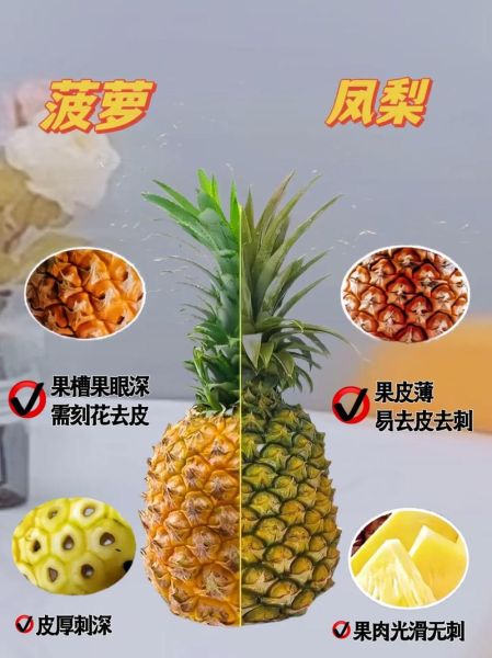 菠萝是不是凤梨_区别与选购技巧-第1张图片-山城妙识