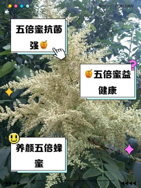 五倍子有什么功效与作用_五倍子禁忌症有哪些-第1张图片-山城妙识 五倍子有什么功效与作用_五倍子禁忌症有哪些-第1张图片-山城妙识