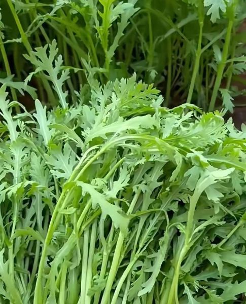 孕妇能吃茼蒿菜吗_茼蒿菜对胎儿有影响吗-第1张图片-山城妙识