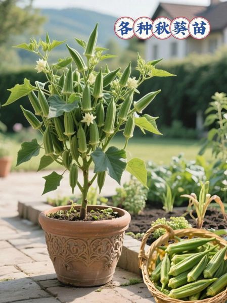 秋葵怎样种植_秋葵管理技巧-第1张图片-山城妙识