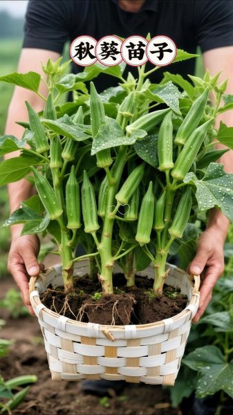 秋葵怎样种植_秋葵管理技巧-第3张图片-山城妙识