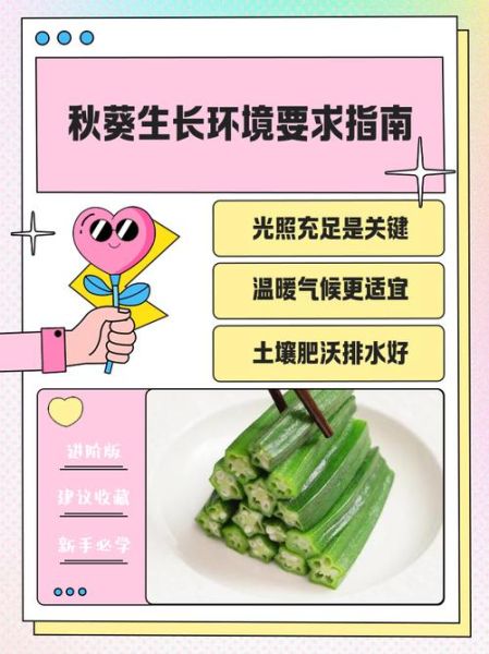 秋葵怎样种植_秋葵管理技巧-第2张图片-山城妙识