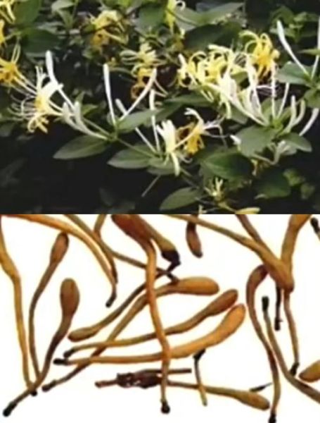 清热解毒的药有哪些_常见中成药与草药全解析-第3张图片-山城妙识