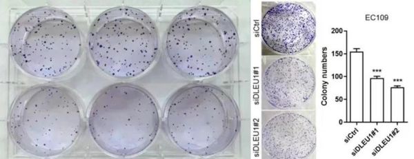 琼脂是什么植物_琼脂和海藻的区别-第3张图片-山城妙识