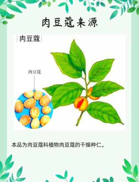 肉蔻豆酸是什么_肉蔻豆酸的功效与作用-第1张图片-山城妙识