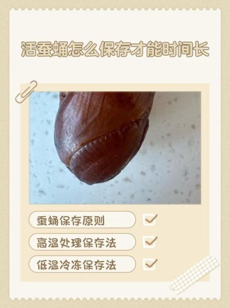 活蚕蛹怎么保存_活蚕蛹可以冷冻吗-第1张图片-山城妙识