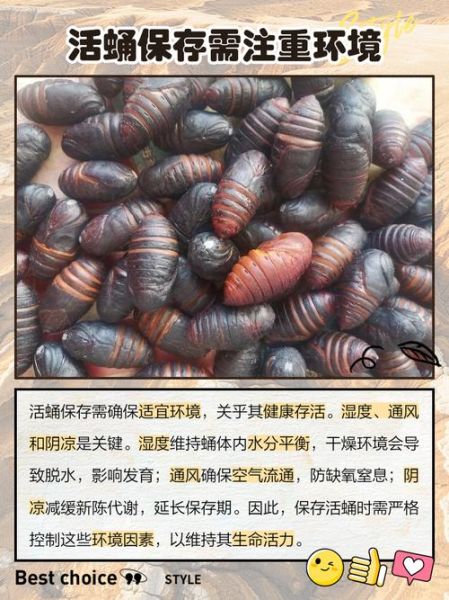 活蚕蛹怎么保存_活蚕蛹可以冷冻吗-第3张图片-山城妙识
