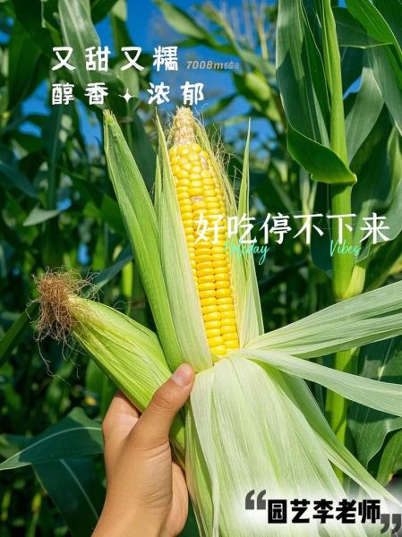 水果玉米种子多少钱一斤_水果玉米种子价格行情-第2张图片-山城妙识