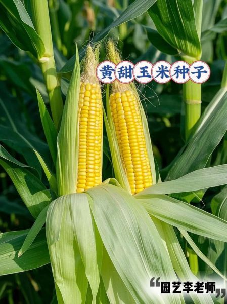 水果玉米种子多少钱一斤_水果玉米种子价格行情-第3张图片-山城妙识