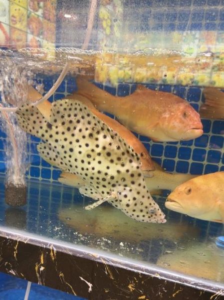 老鼠斑长什么样_老鼠斑图片哪里找-第1张图片-山城妙识 老鼠斑长什么样_老鼠斑图片哪里找-第1张图片-山城妙识