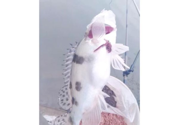 丁香油钓鱼配方怎么用_丁香油钓鱼真的有用吗-第1张图片-山城妙识