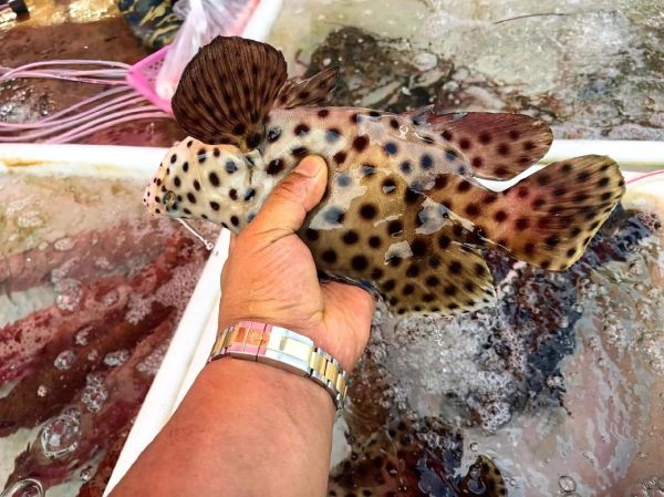 老鼠斑长什么样_老鼠斑图片哪里找-第3张图片-山城妙识 老鼠斑长什么样_老鼠斑图片哪里找-第3张图片-山城妙识