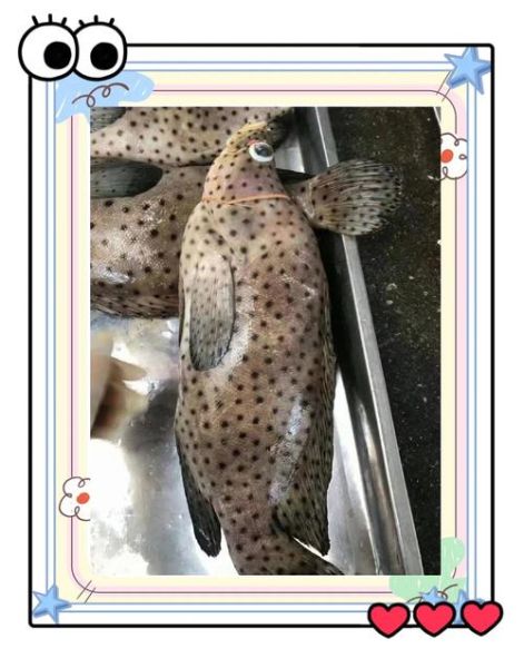 老鼠斑长什么样_老鼠斑图片哪里找-第2张图片-山城妙识 老鼠斑长什么样_老鼠斑图片哪里找-第2张图片-山城妙识