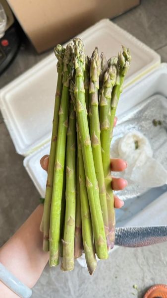 芦笋长在地里什么样子_芦笋种植多久能采收-第1张图片-山城妙识