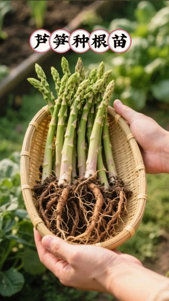 芦笋长在地里什么样子_芦笋种植多久能采收-第2张图片-山城妙识