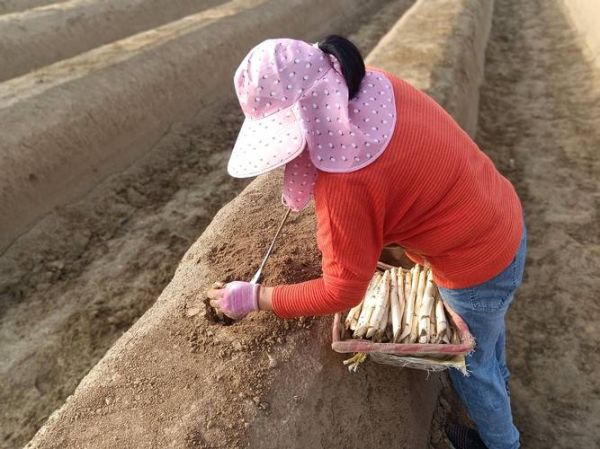 芦笋长在地里什么样子_芦笋种植多久能采收-第3张图片-山城妙识