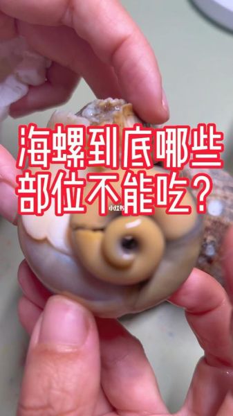 海螺哪里不能吃_海螺内脏图解-第2张图片-山城妙识