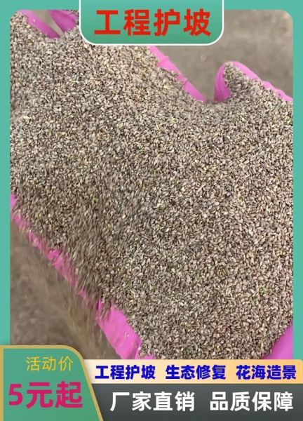 冰草怎么种_冰草种子价格-第1张图片-山城妙识