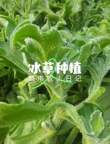 冰草怎么种_冰草种子价格-第2张图片-山城妙识
