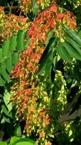 臭椿树根熬水洗痔疮真的有用吗_臭椿树根治痔疮偏方靠谱吗-第3张图片-山城妙识 臭椿树根熬水洗痔疮真的有用吗_臭椿树根治痔疮偏方靠谱吗-第3张图片-山城妙识