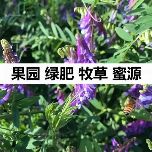 冰草怎么种_冰草种子价格-第3张图片-山城妙识