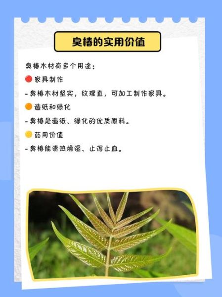 臭椿树根熬水洗痔疮真的有用吗_臭椿树根治痔疮偏方靠谱吗-第2张图片-山城妙识 臭椿树根熬水洗痔疮真的有用吗_臭椿树根治痔疮偏方靠谱吗-第2张图片-山城妙识